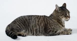 Kusky, Kurimu & Zafiro: Diffentiating A Cat By It's Coat Pattern & Colors