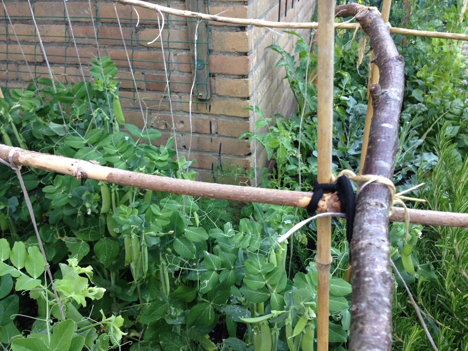 Opbrengst van de makkelijke moestuin