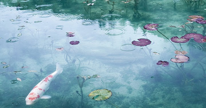 Photo-haiku: NHK WORLD - HAIKU MASTERS - JUNE 2017