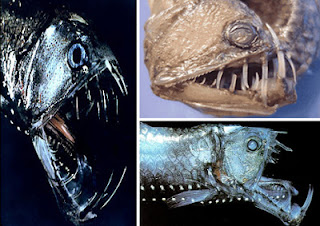 Fishes Images: Viperfish