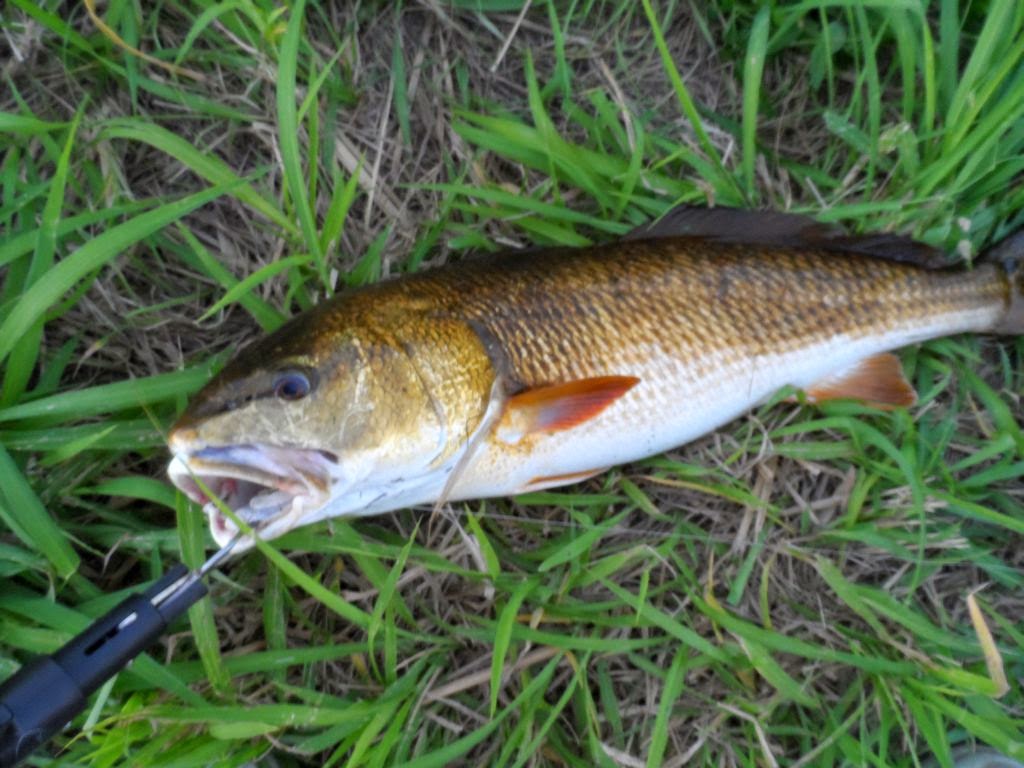 Mosquito Lagoon & Indian River Fishing: Karen Scores Another 30 Inch ...