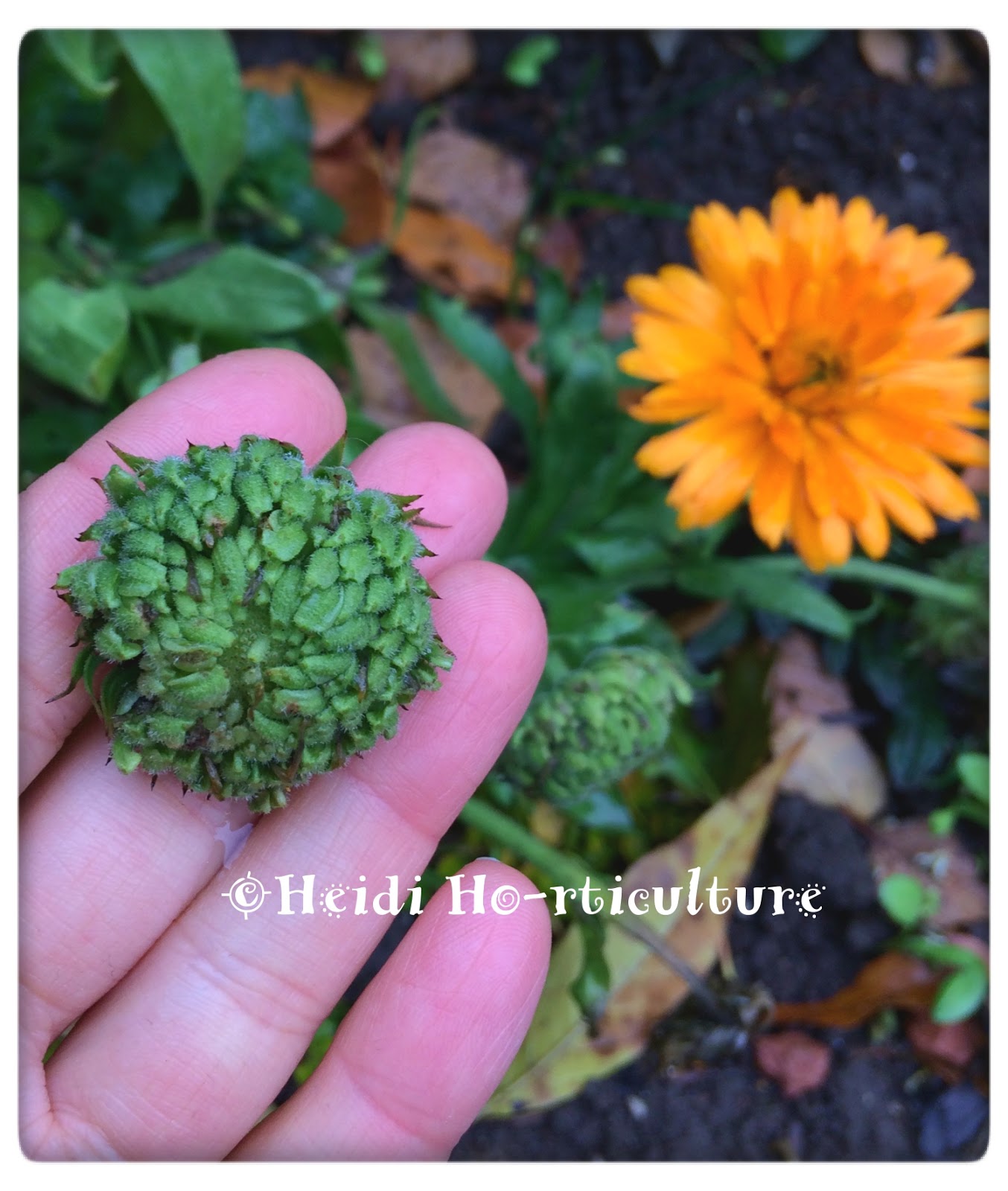 Heidi Horticulture: Calendula - Collecting Seeds and a Simple Trick To ...