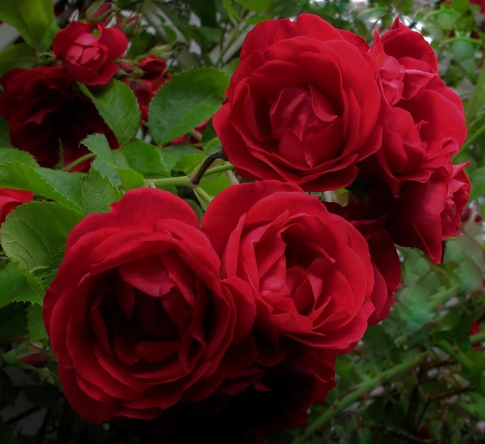 Nordis's NaturFoto: Roser fra hagen