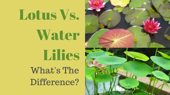 Water lily: Lotus Vs. Water Lilies, What’s The Difference?