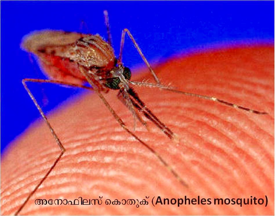Mosquito Information : Different Types of Mosquitoes | Arogyajalakam