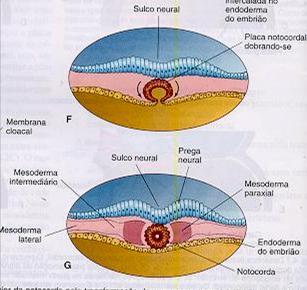 embrilogia-camilajurado: TERCERA SEMANA DEL DESARROLLO
