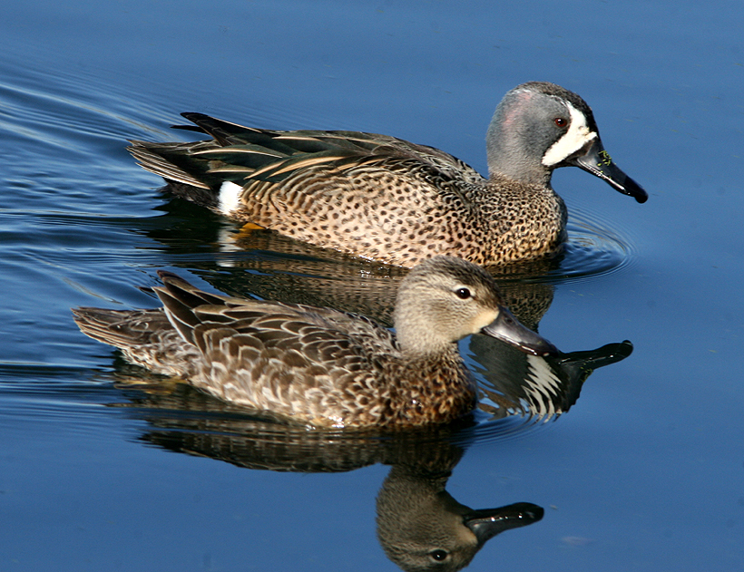 Bellas Aves de El Salvador: Anas discors (pato migratorio de alas ...
