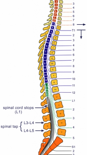 Spinal Cord Injury Causes , Symptoms ,Diagnosis and Treatment: 七月 2015