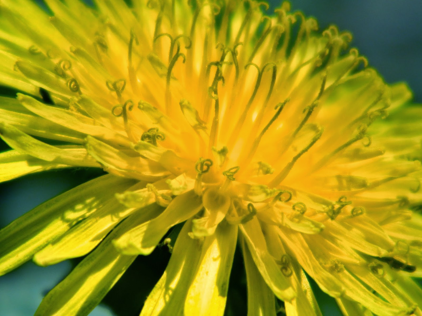 Lise's Log Cabin Life: The Delightful Dandelion