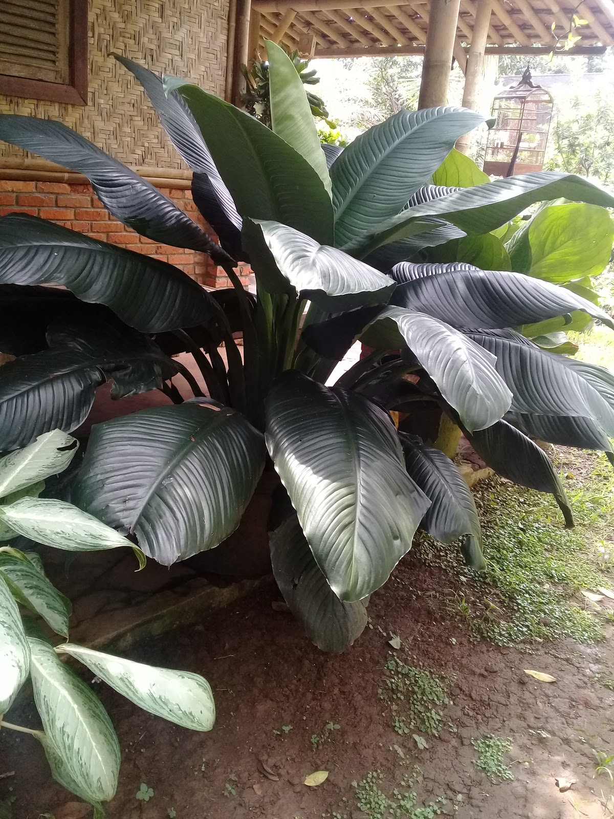 Tanaman berdaun lebar bernama manaloa | Landscaping And Modern Lifestyle