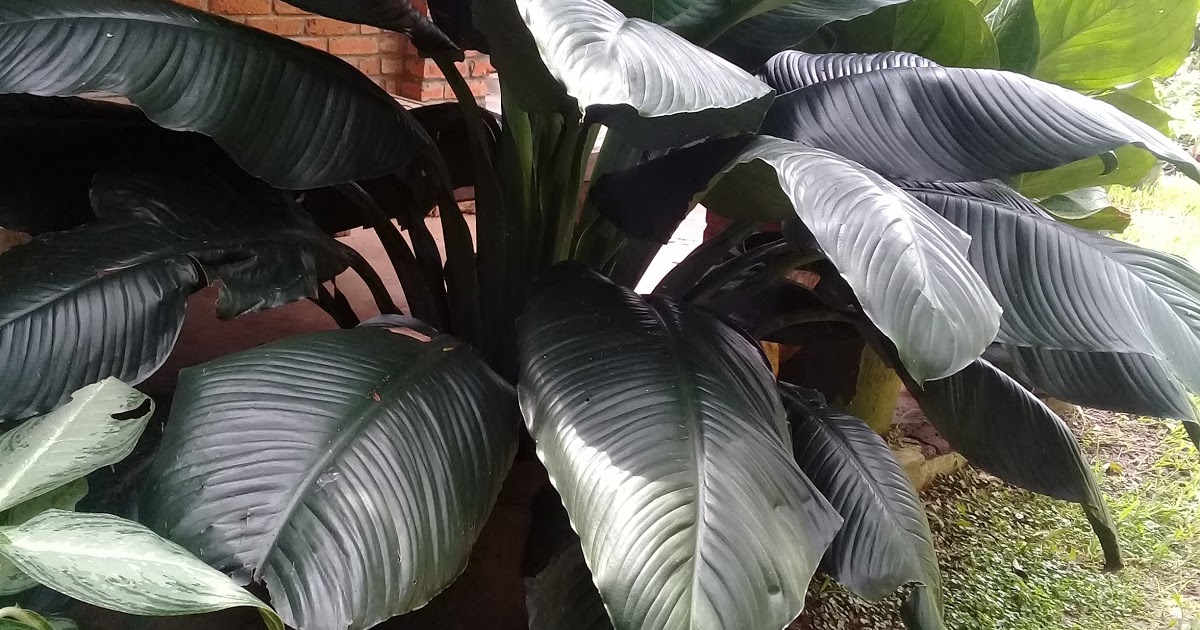 Tanaman berdaun lebar bernama manaloa | Landscaping And Modern Lifestyle