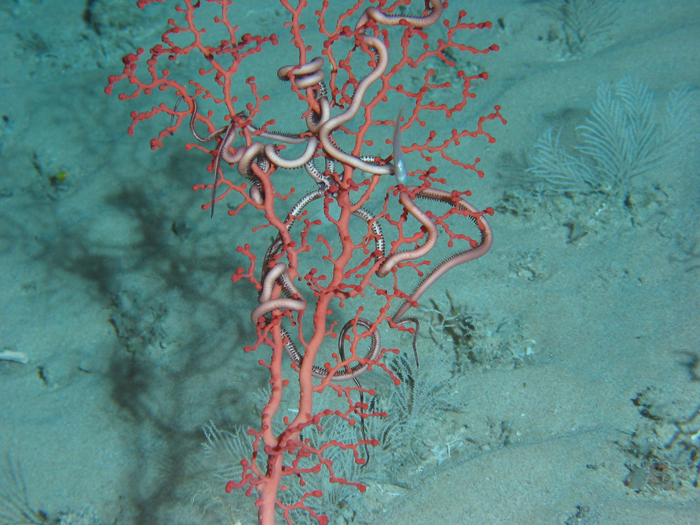 Real Monstrosities: Snake Star