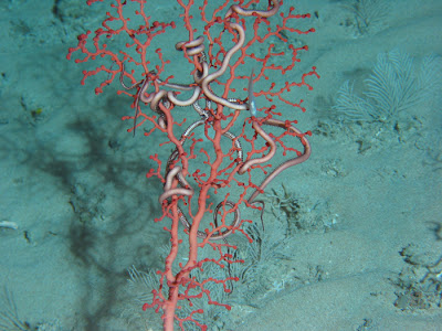 Real Monstrosities: Snake Star