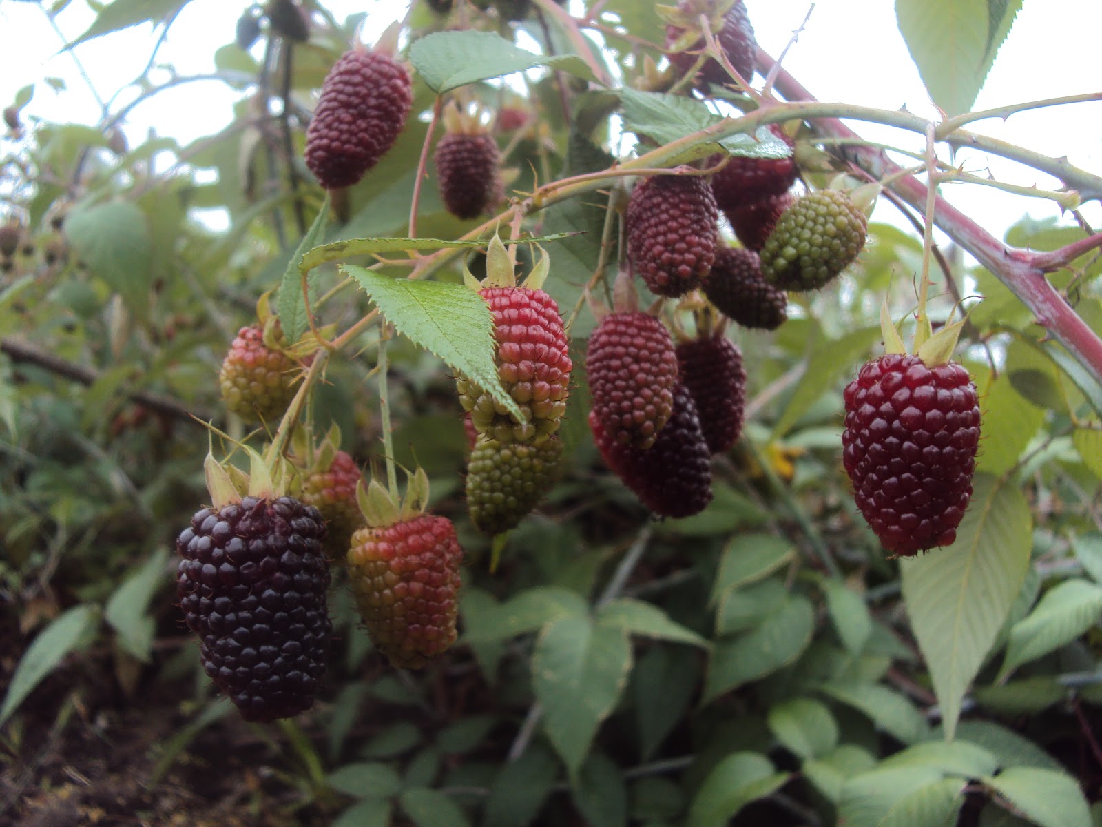 FRUTICULTURA EN MI COLE CHILLA EL ORO ECUADOR: junio 2012