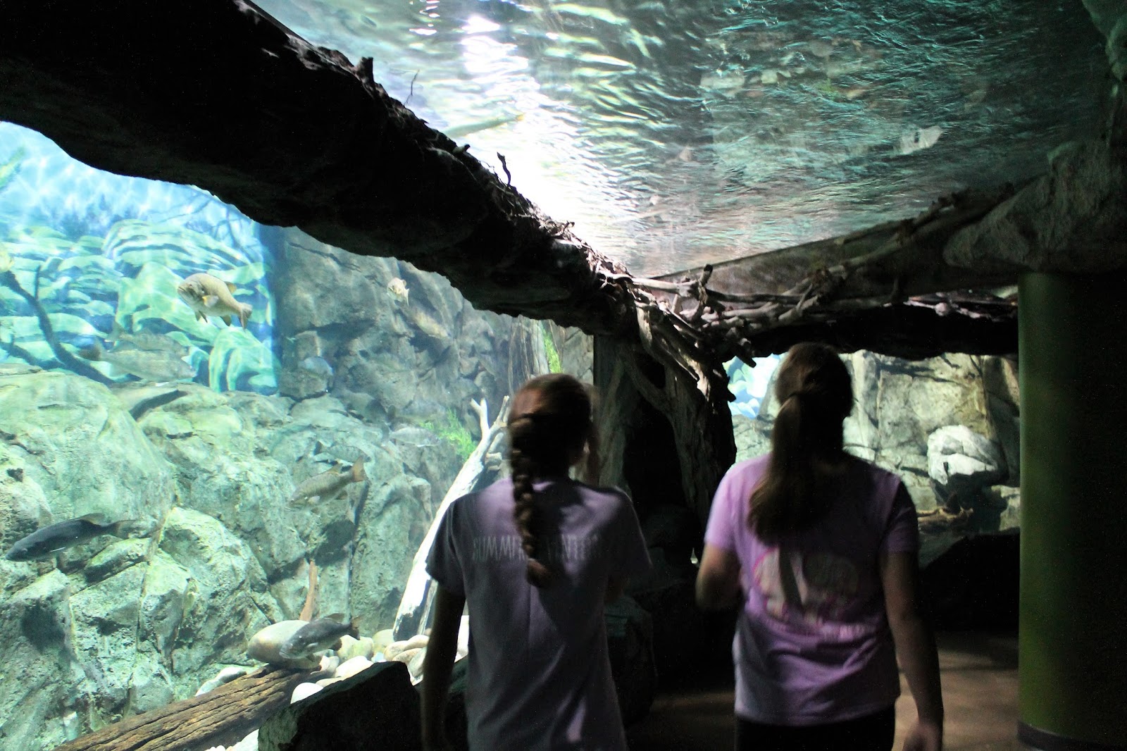 The Missouri Mom: Johnny Morris’ Wonders of Wildlife National Museum ...