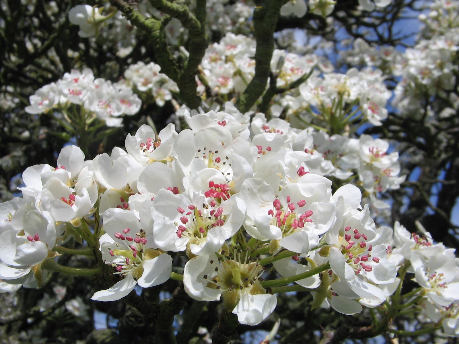 Rockingham Forest Cider: Perry Pear Blossom