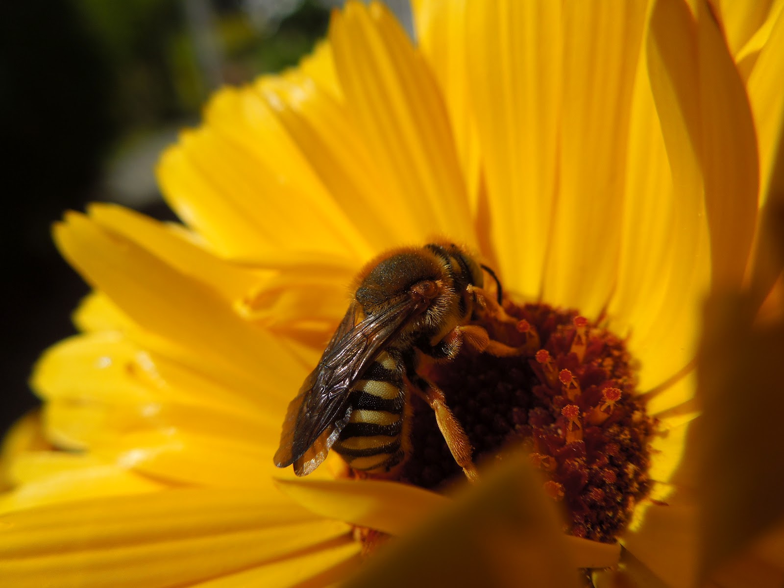 MOSCA ABEJA - BOTÀNIC SERRAT