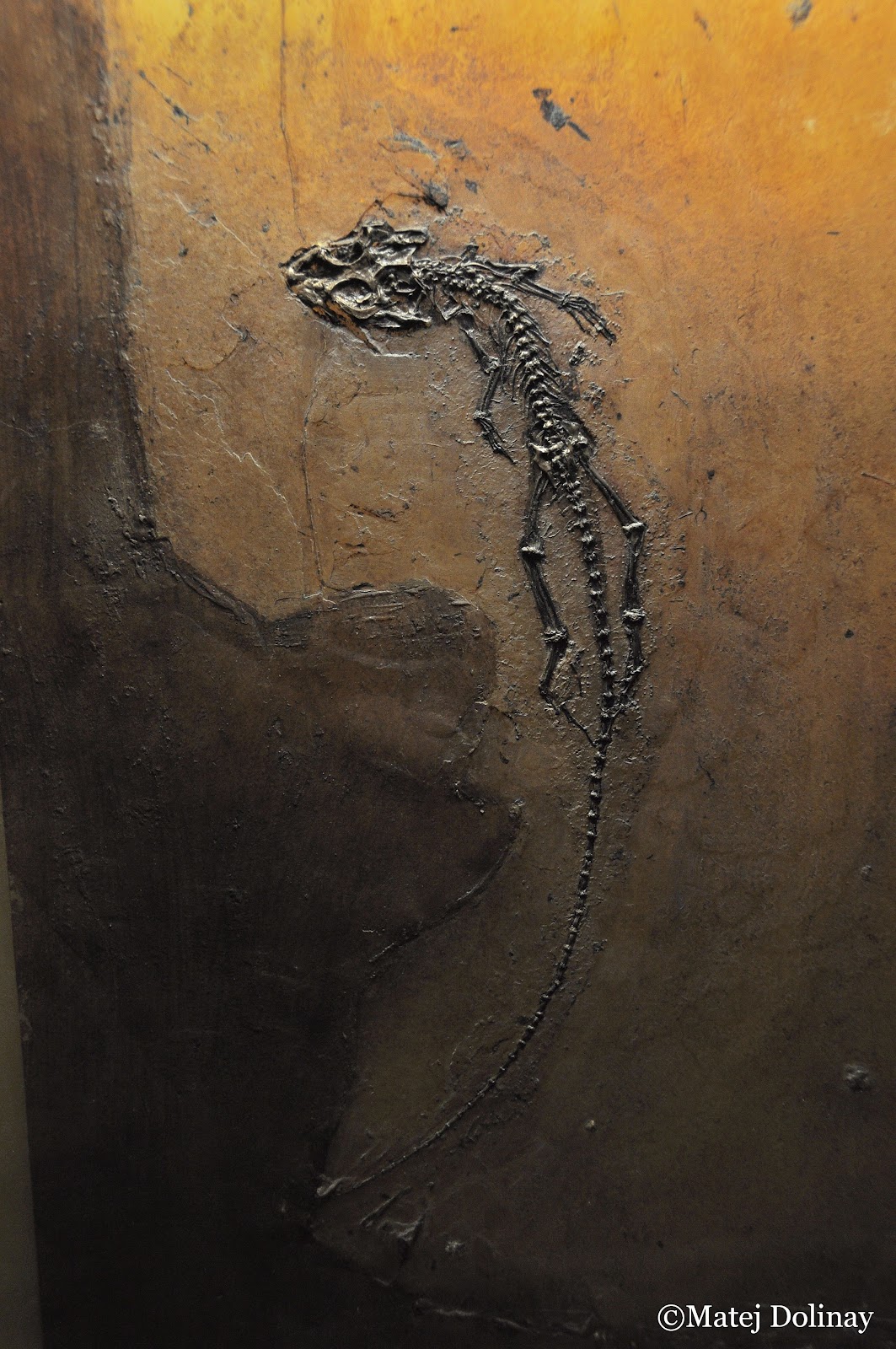 Evolutionary Vertebrate Zoology: Messel on Tour