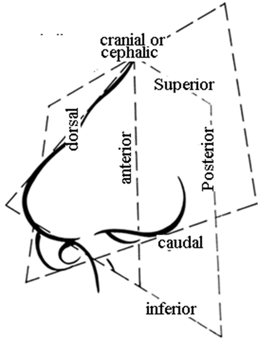 ENT Doctors: Functional Septo-rhino-Plasty