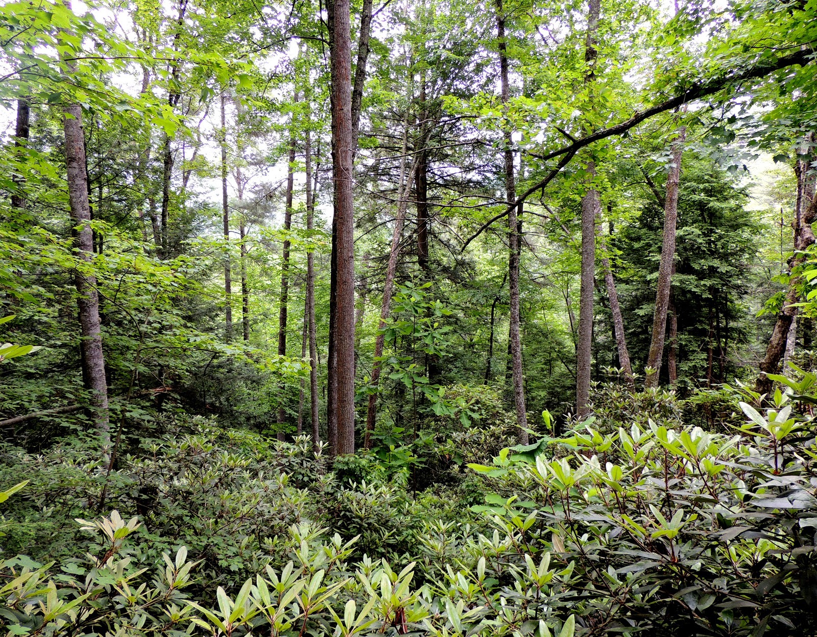 Birding Is Fun!: Birding the Red River Gorge (Kentucky)