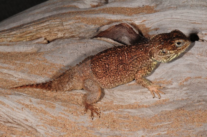Species New to Science: [Herpetology • 2013] Xenagama wilmsi • A New ...