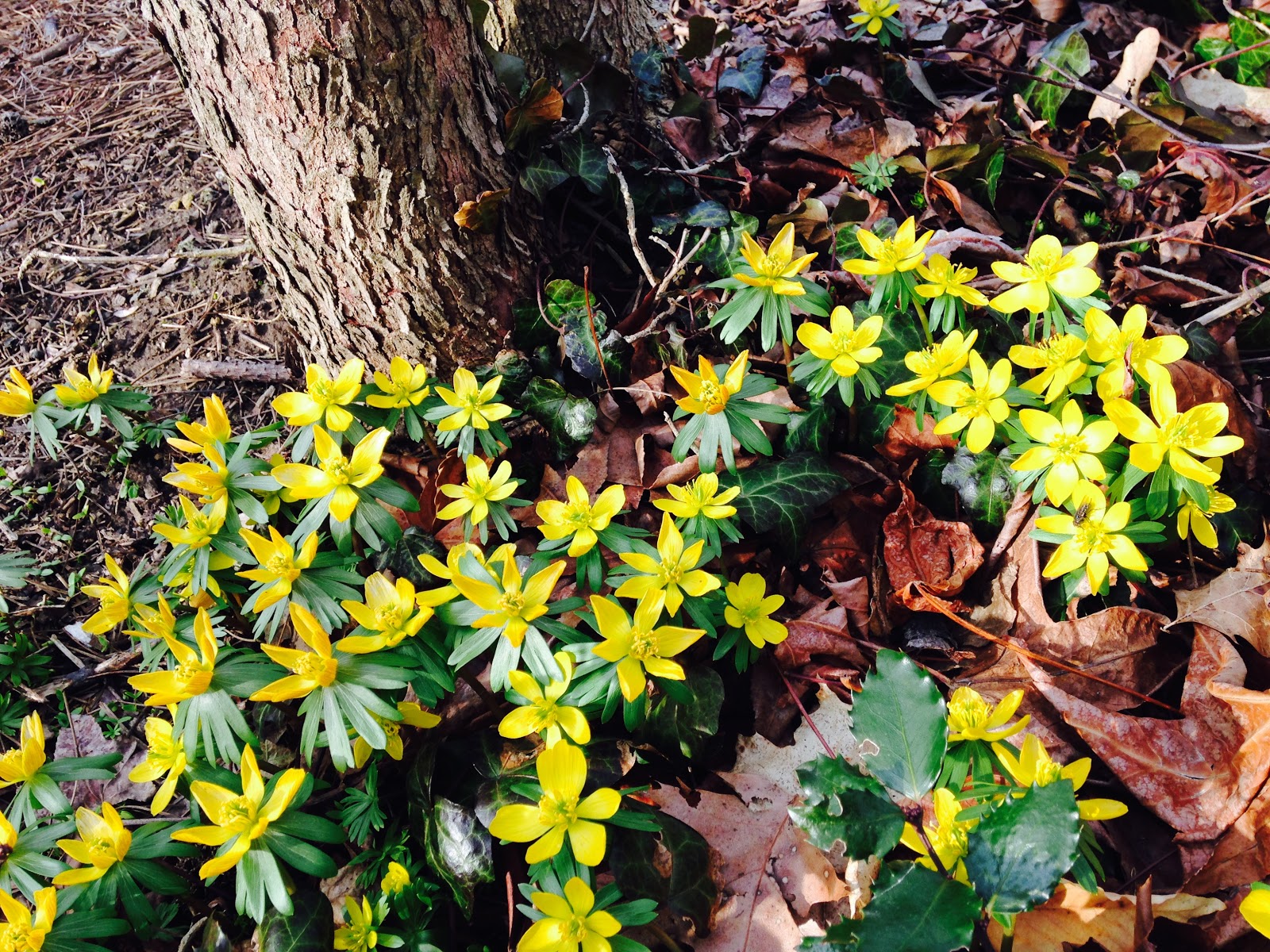 Winter Aconite Blooming in February [Backyard Neophyte Landscaping Blog]