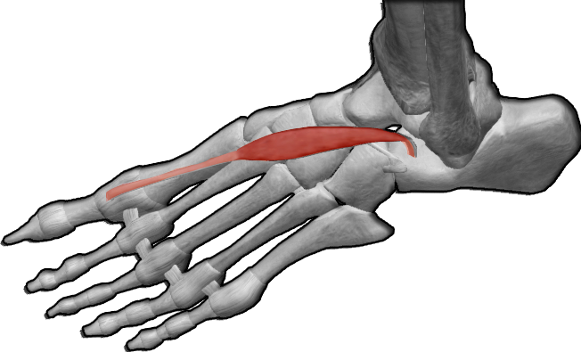 musculo extensor corto del dedo gordo