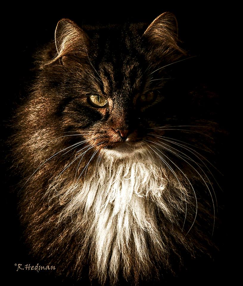 Sämpy is the most famous cat in Finland - here he gives an interview