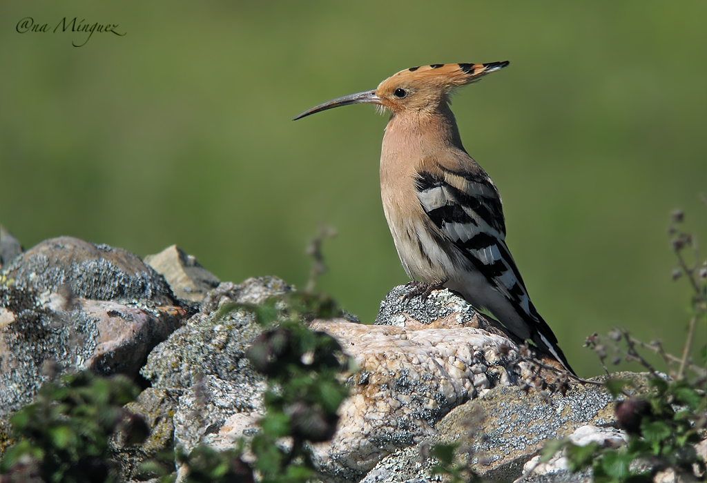 NATURANAFOTOS: Up-up-up