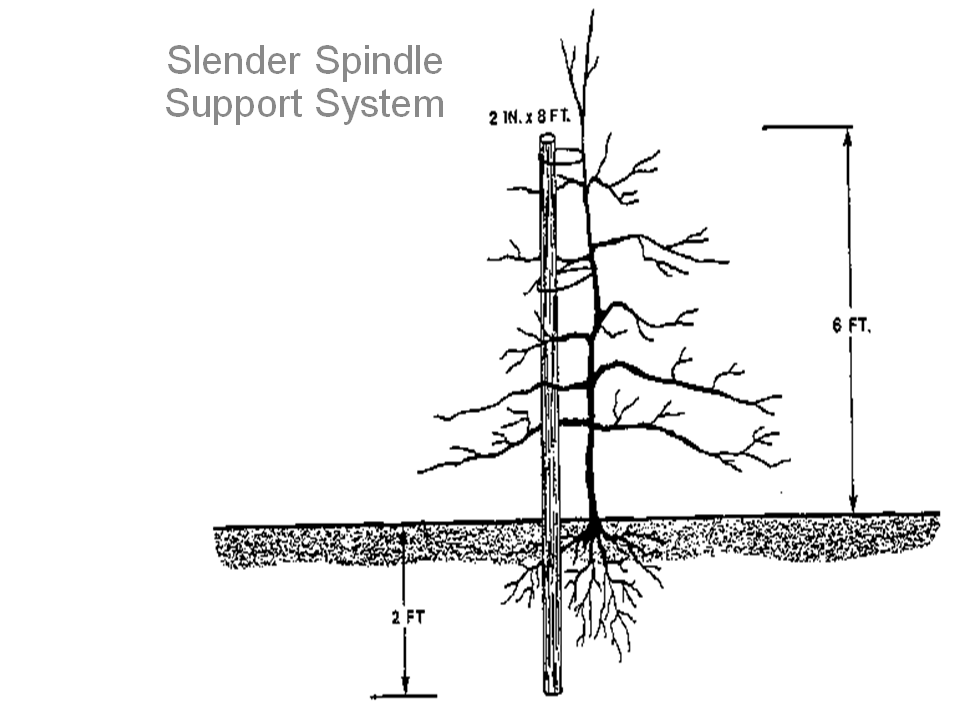 Farmers Club: Apple Tree: Training Systems in Intensive Apple ...