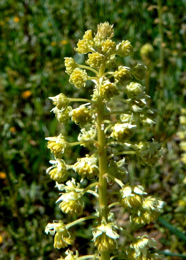 Wildflowers of Andalucia: Reseda alba