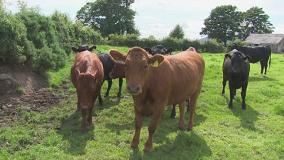 ANIMALS BEHAVING BADLY: Bad animals down on the farm