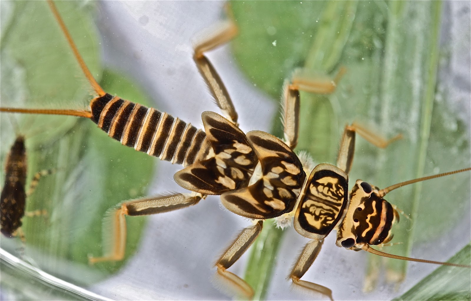 Aquatic Insects of Central Virginia: Not Quite Ready to Fly: Maturing ...