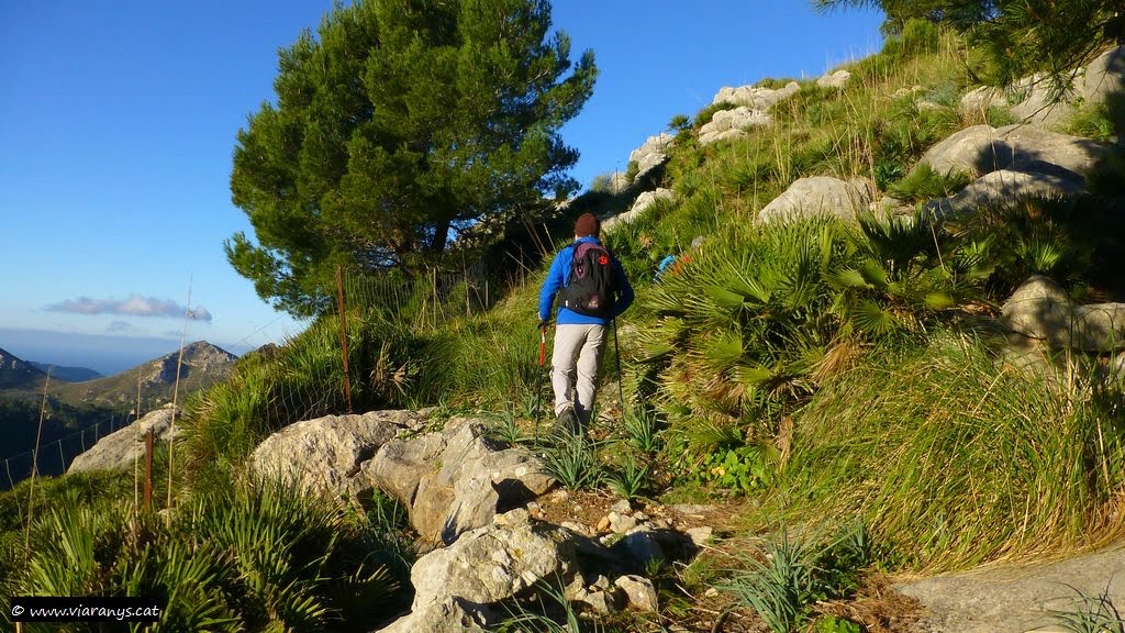 Viaranys: Pujador des Palmers i coma Clova