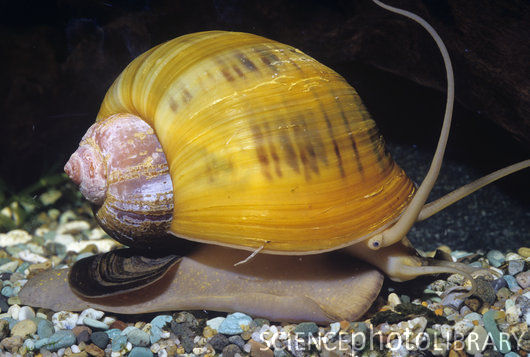 Biology of Animals: Pila sp.