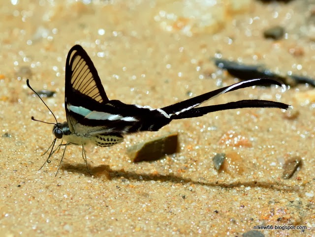 The Forested Path (and Beyond): BUTTERFLIES of RAUB: The Green ...
