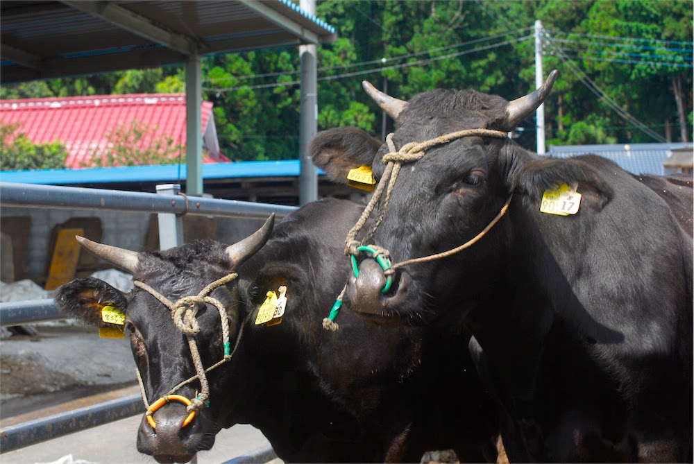 那須高原アルバム: 那須牛 Nasu-gyu