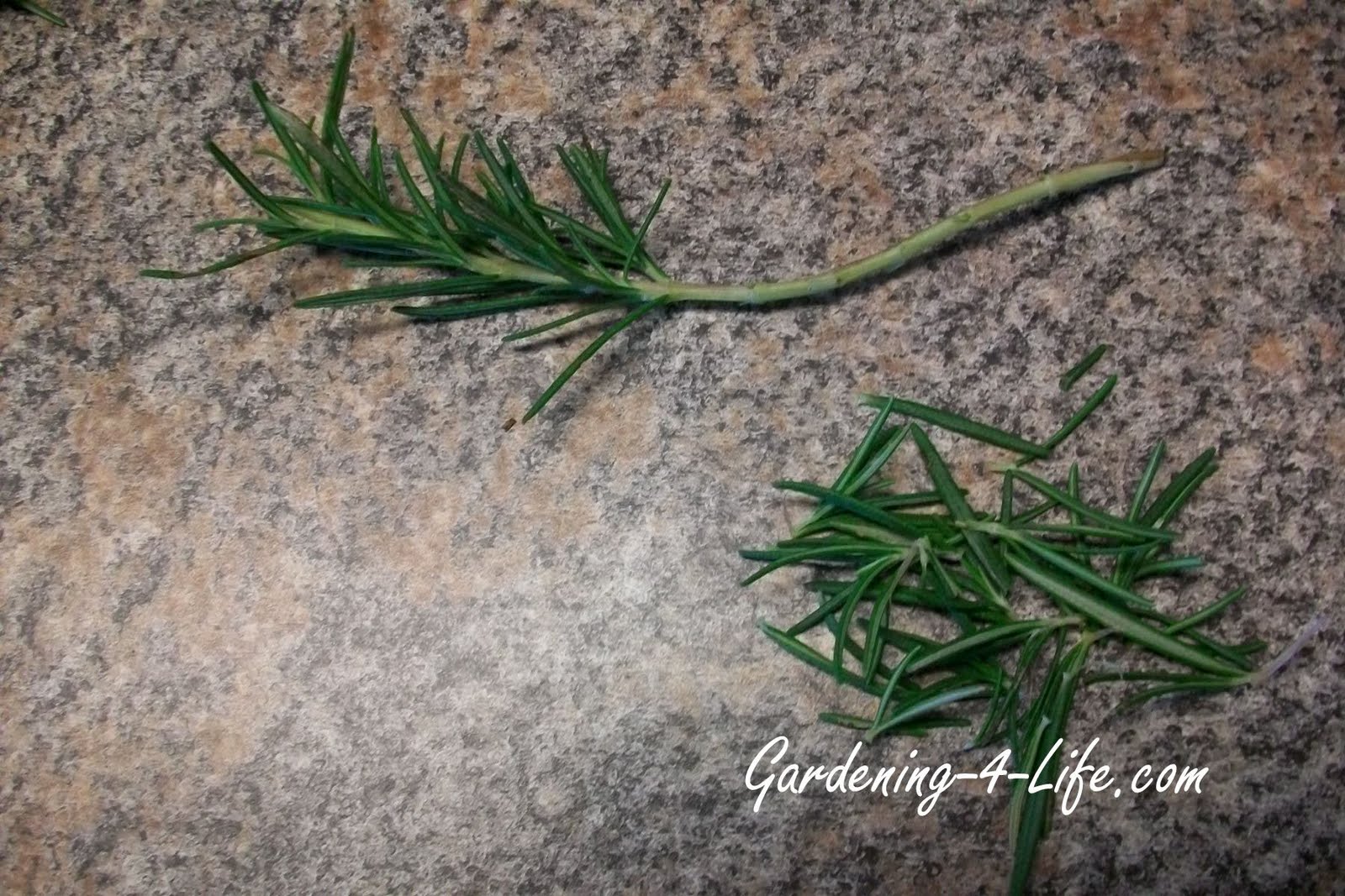 Gardening-4-Life: Growing Rosemary