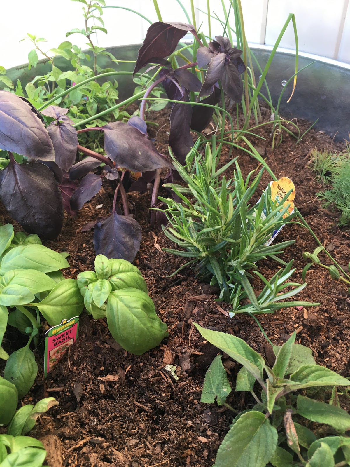 Container Gardening- Bucket of Herbs - Karins Kottage