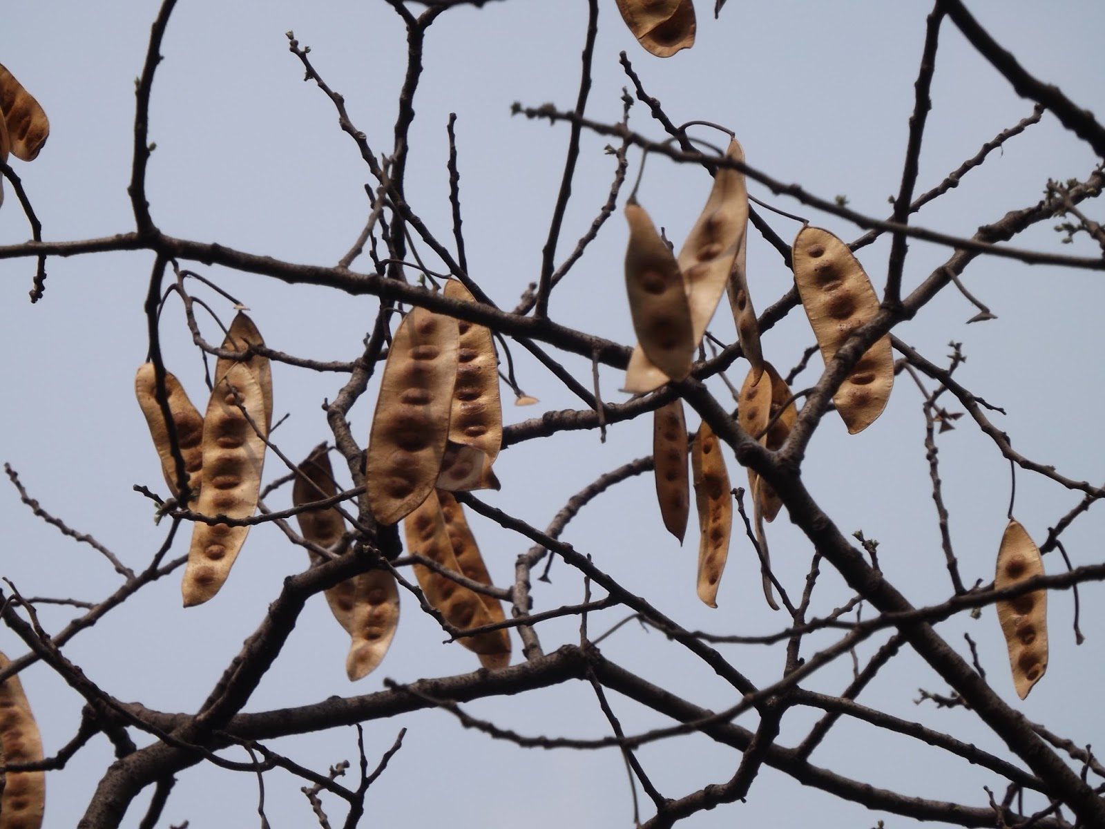 Alkushi Tree 100% Quality | www.riderbraces.com