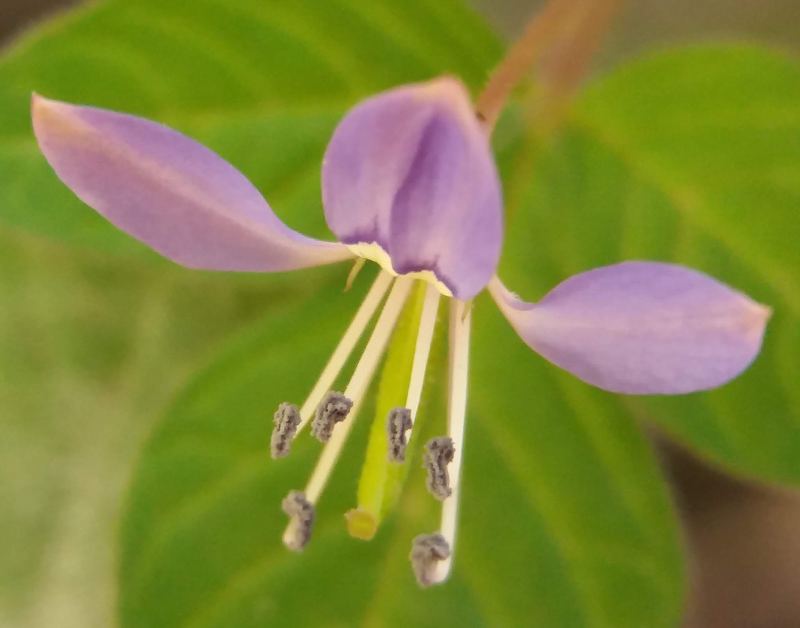 Fringed Spiderflower, Maman Ungu (Cleome rutidosperma) in Sumedang ...