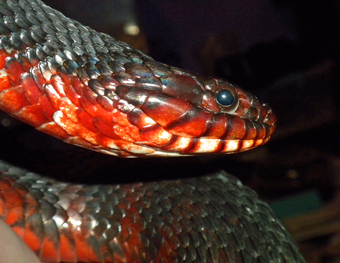 Our Beautiful World: Beautiful red snakes