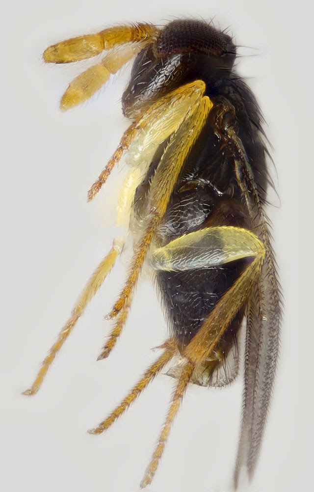 ムシをデザインしたのはダレ？: ツヤコバチ科 Aphelinus ( ?albipodus ) sp. ♂