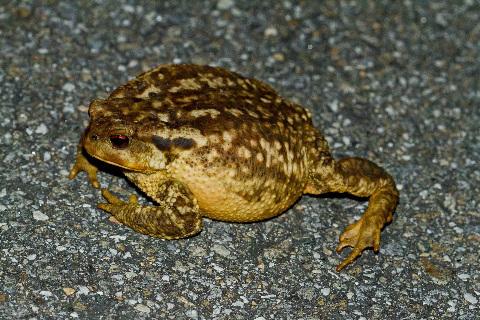 Sapo común (Bufo bufo) | ELANIO AZUL