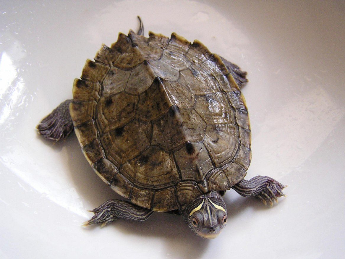 Criadero Kimbi: La Tortuga Falsa Mapa / Graptemys pseudogeographica