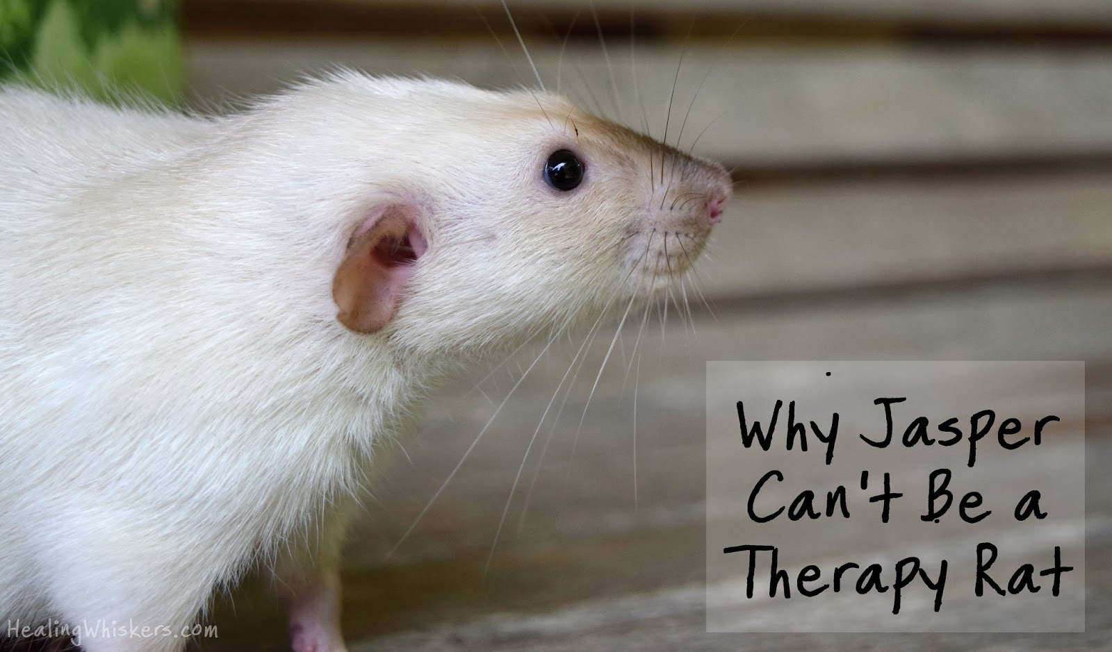 Healing Whiskers: Why Jasper Can't Be a Therapy Rat