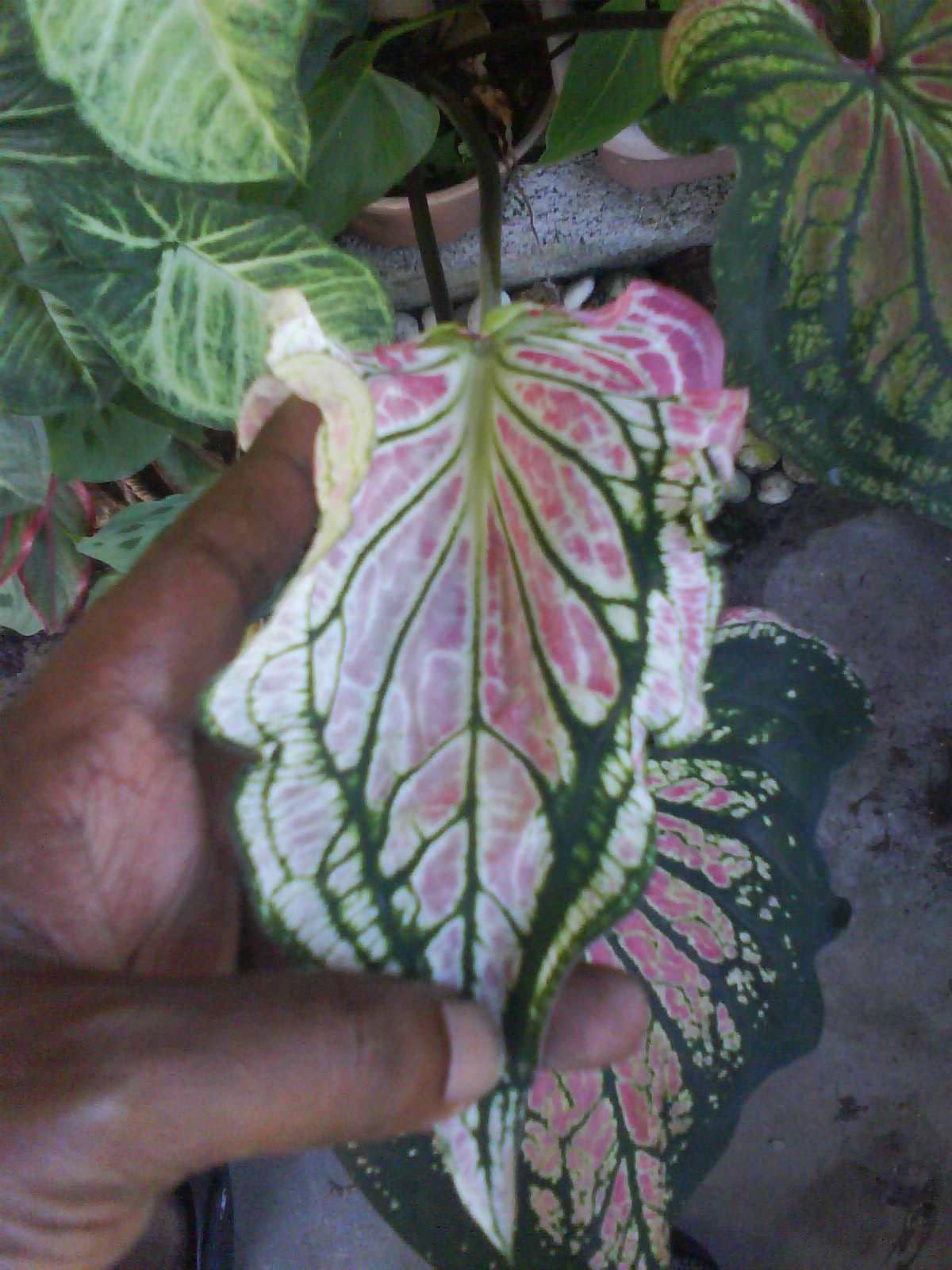 Garden Chronicles of James David: Caladium "Thai Beauty"