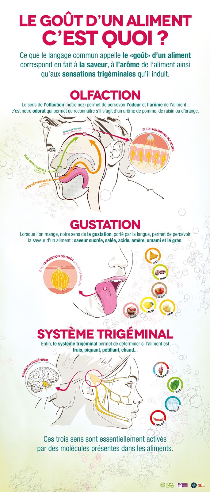 INRAA VEILLE SCIENTIFIQUE: Le goût d’un aliment, c’est quoi