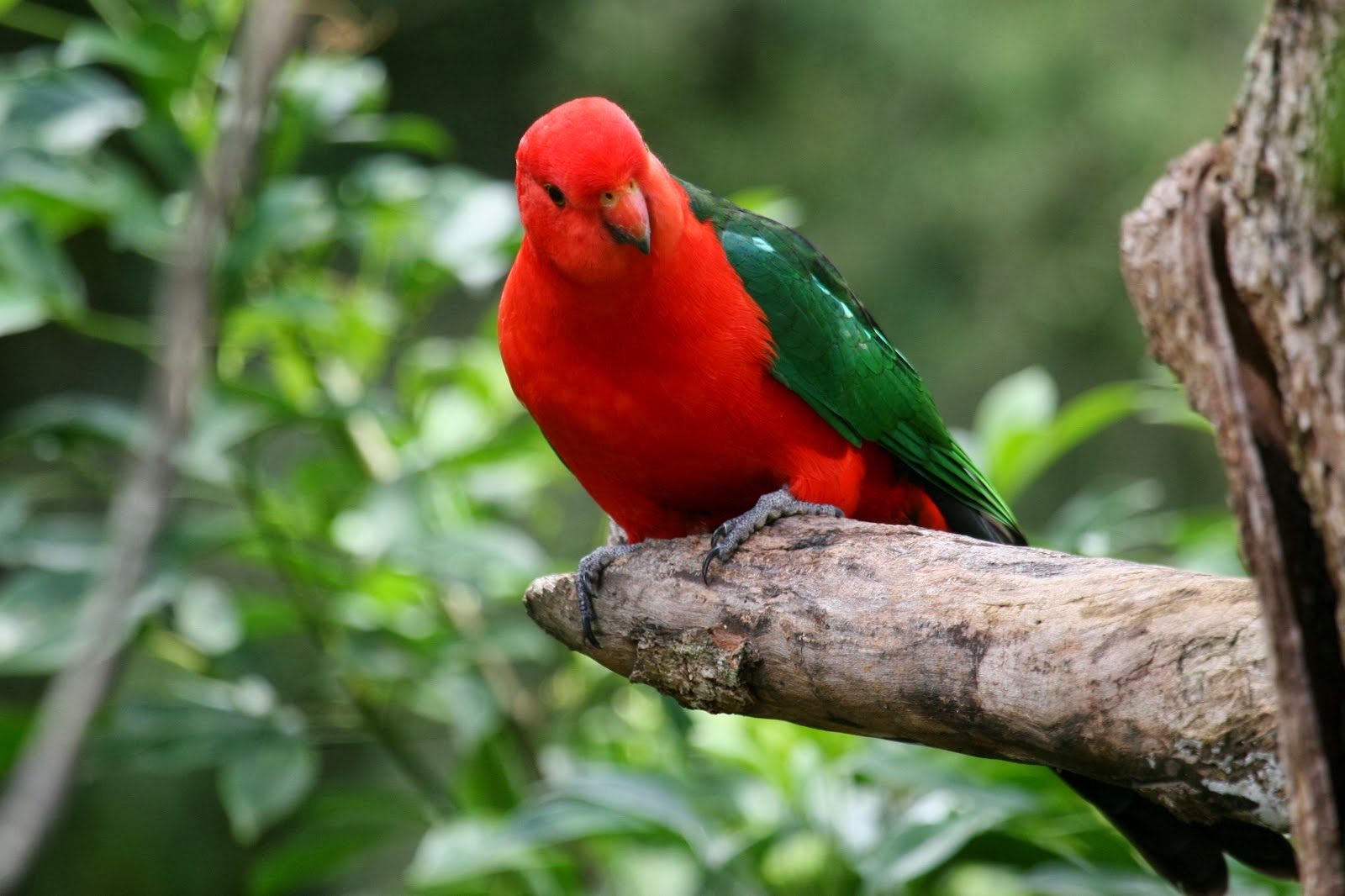 Beautiful Wallpapers For Desktop: HD Australian parrot wallpapers
