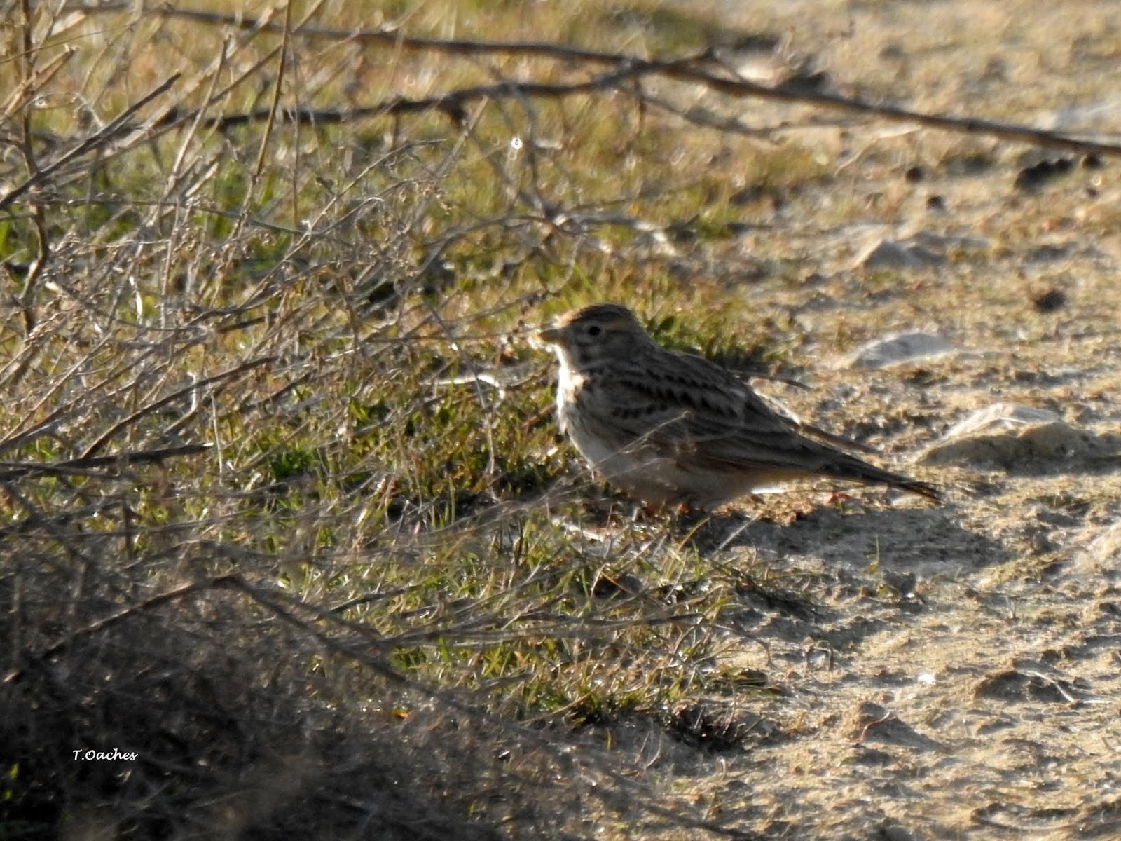 PASARI DIN ROMANIA: CIOCARLIE MICA, Calandrella rufescens